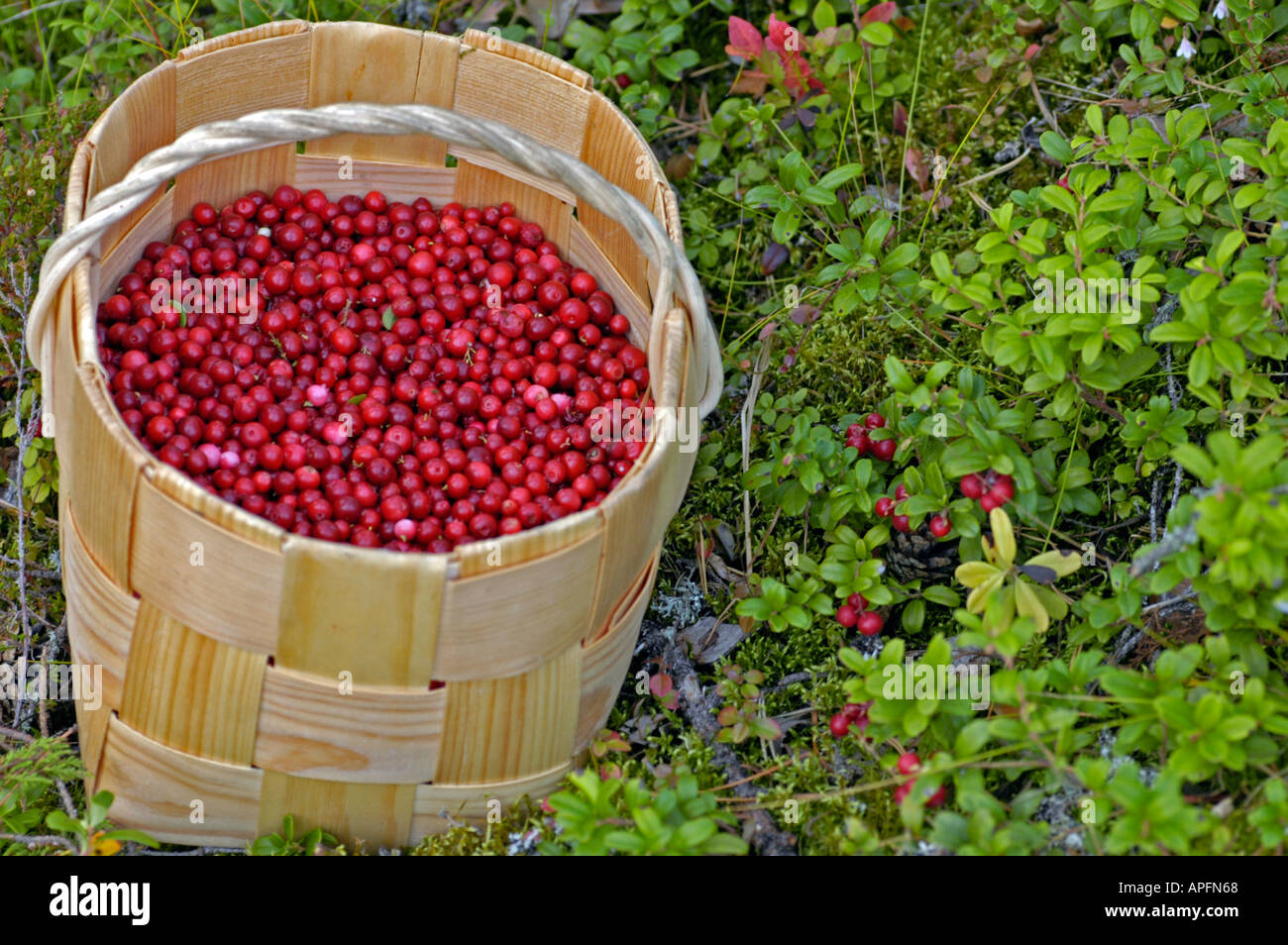 Baskets of cranberries hi-res stock photography and images - Alamy