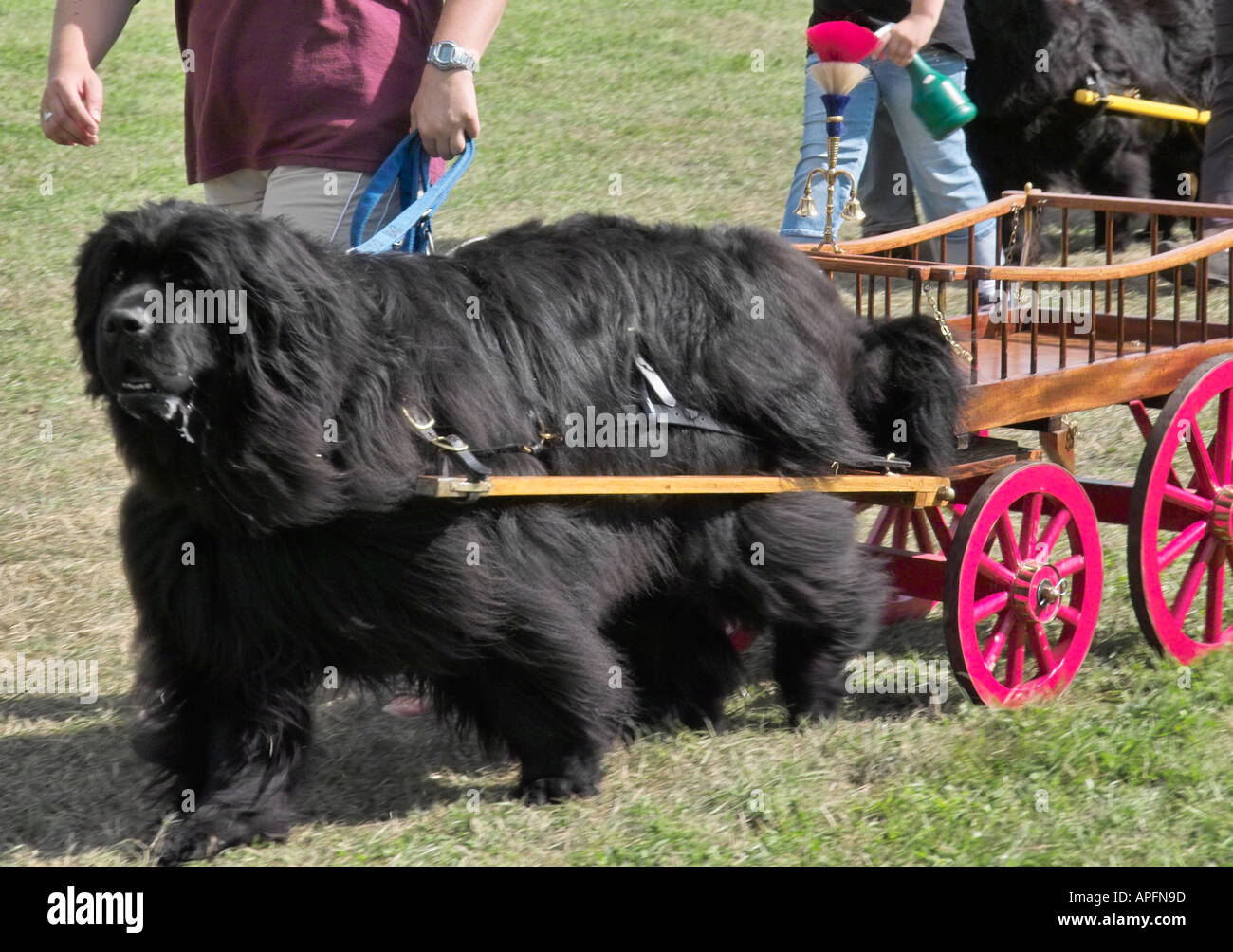 Dog cart newfoundland hi-res stock photography and images - Alamy