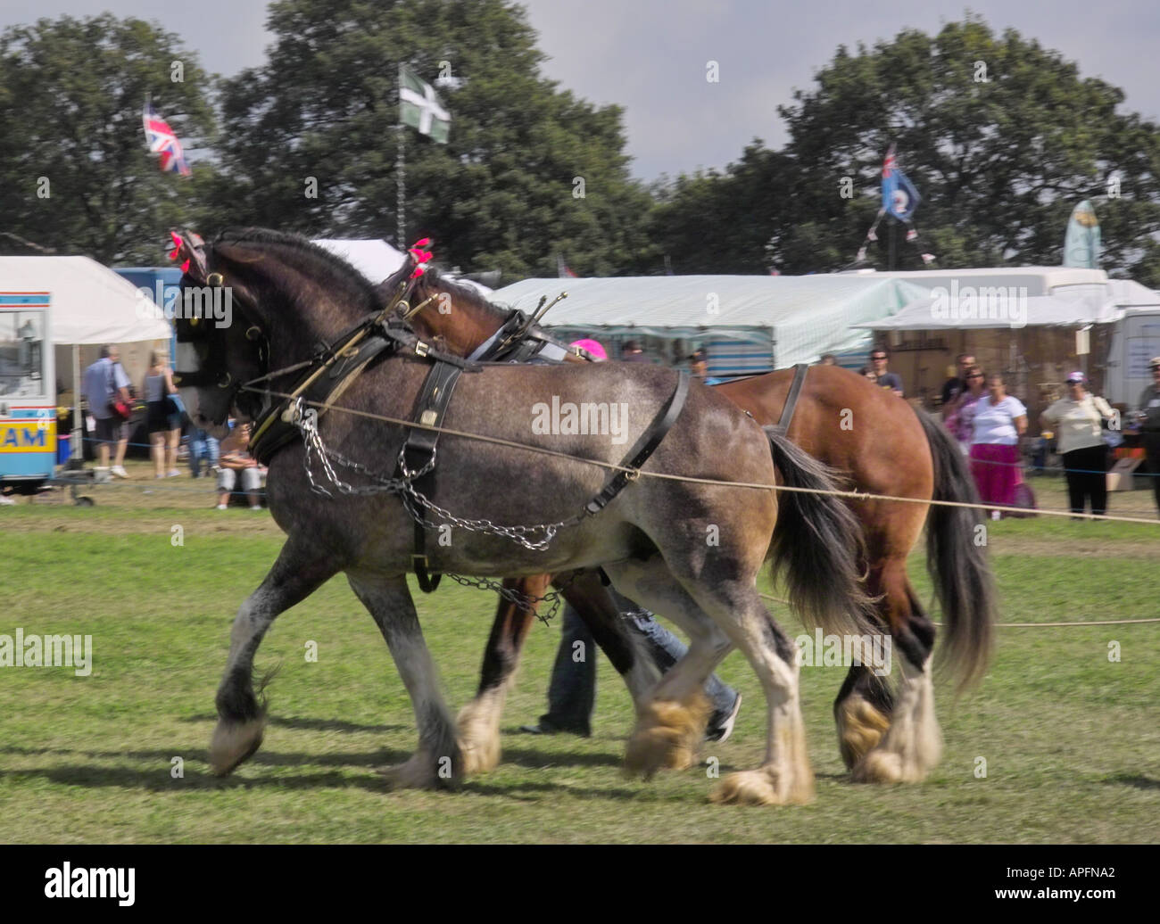 Heavy horse show clydesdale horse hi-res stock photography and images ...