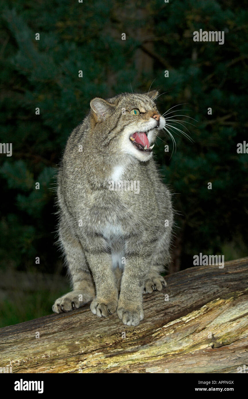 Adult Scottish Wildcat, Felis sylvestris, snarling, UK Stock Photo - Alamy