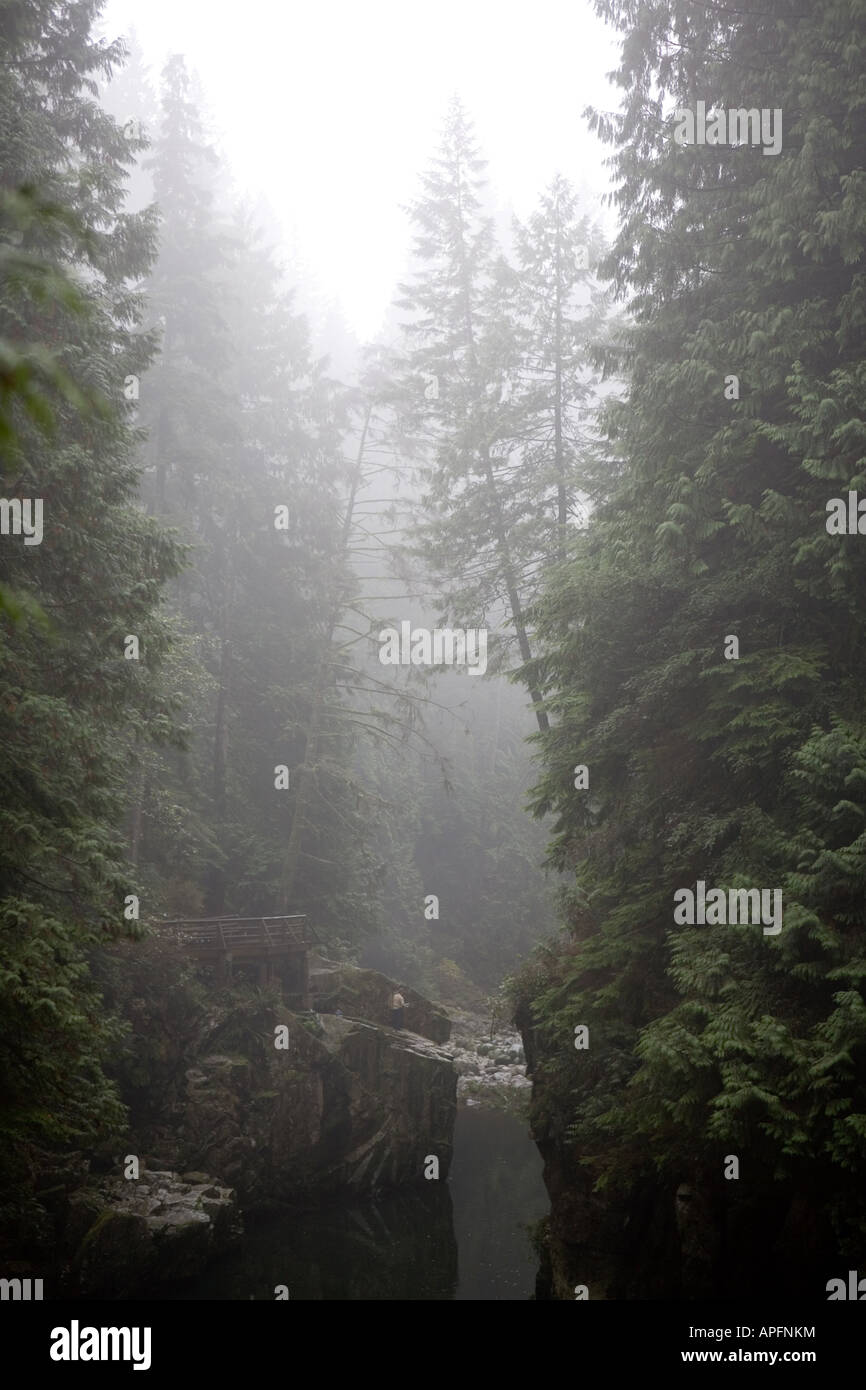 The temperate coastal rainforest Stock Photo - Alamy