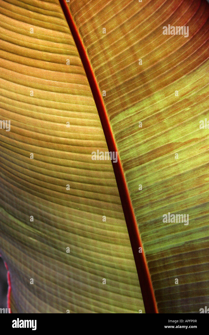 Backlit plant hi-res stock photography and images - Alamy