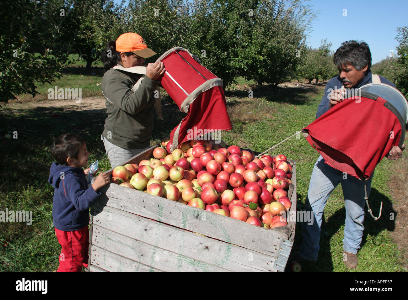 Michigan St. Johns,Uncle John's Cider Mill,apple pickers,Hispanic man ...