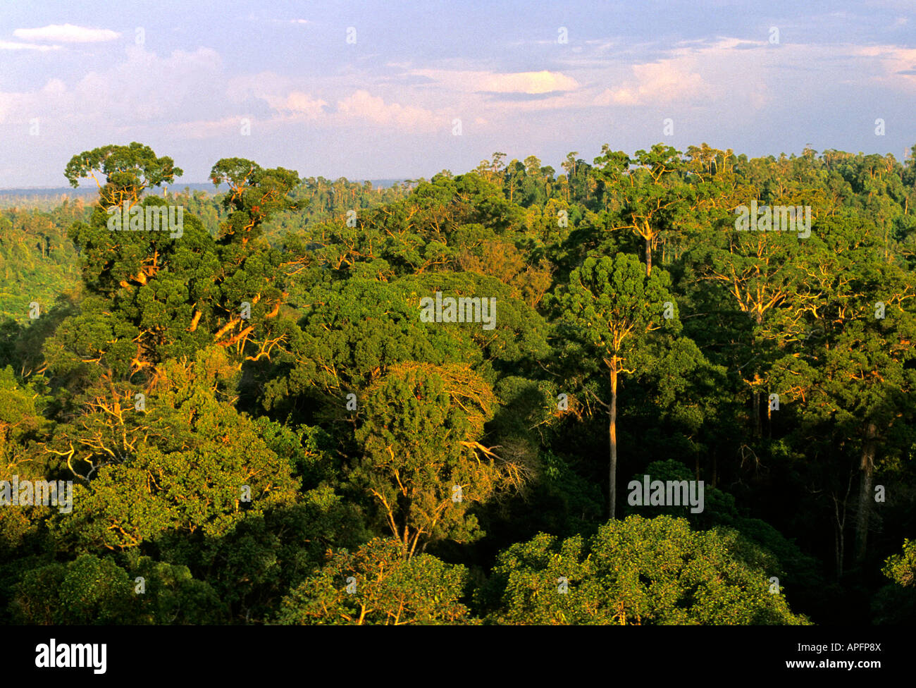 View from canopy walkway at Lambir Hills National Park Sarawak ...