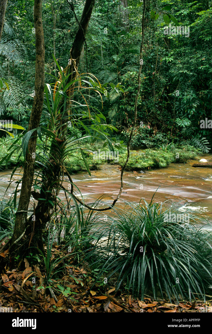 Rainforest. Lambir Hills National Park Sarawak Malaysia Stock Photo - Alamy