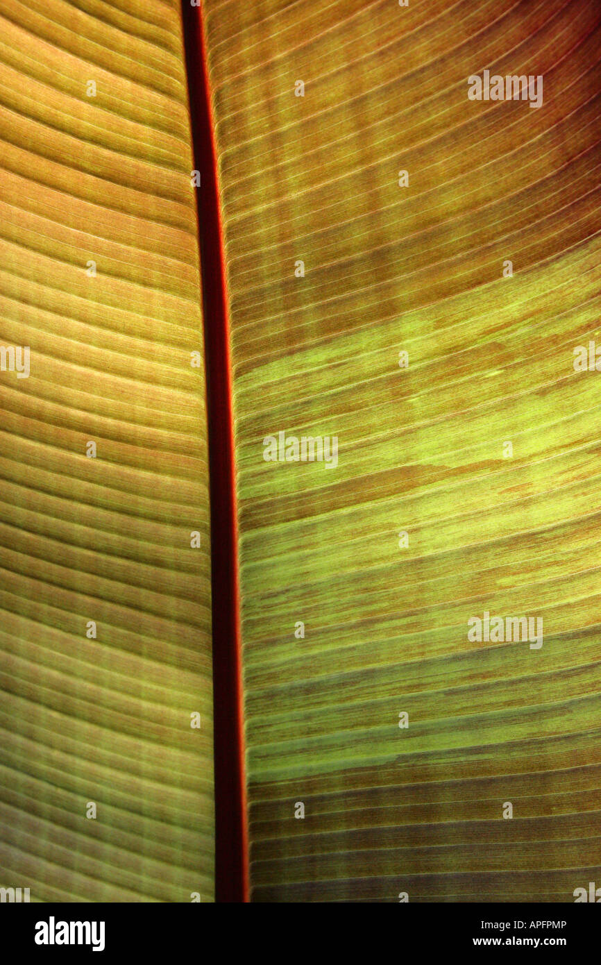 Backlit plant hi-res stock photography and images - Alamy