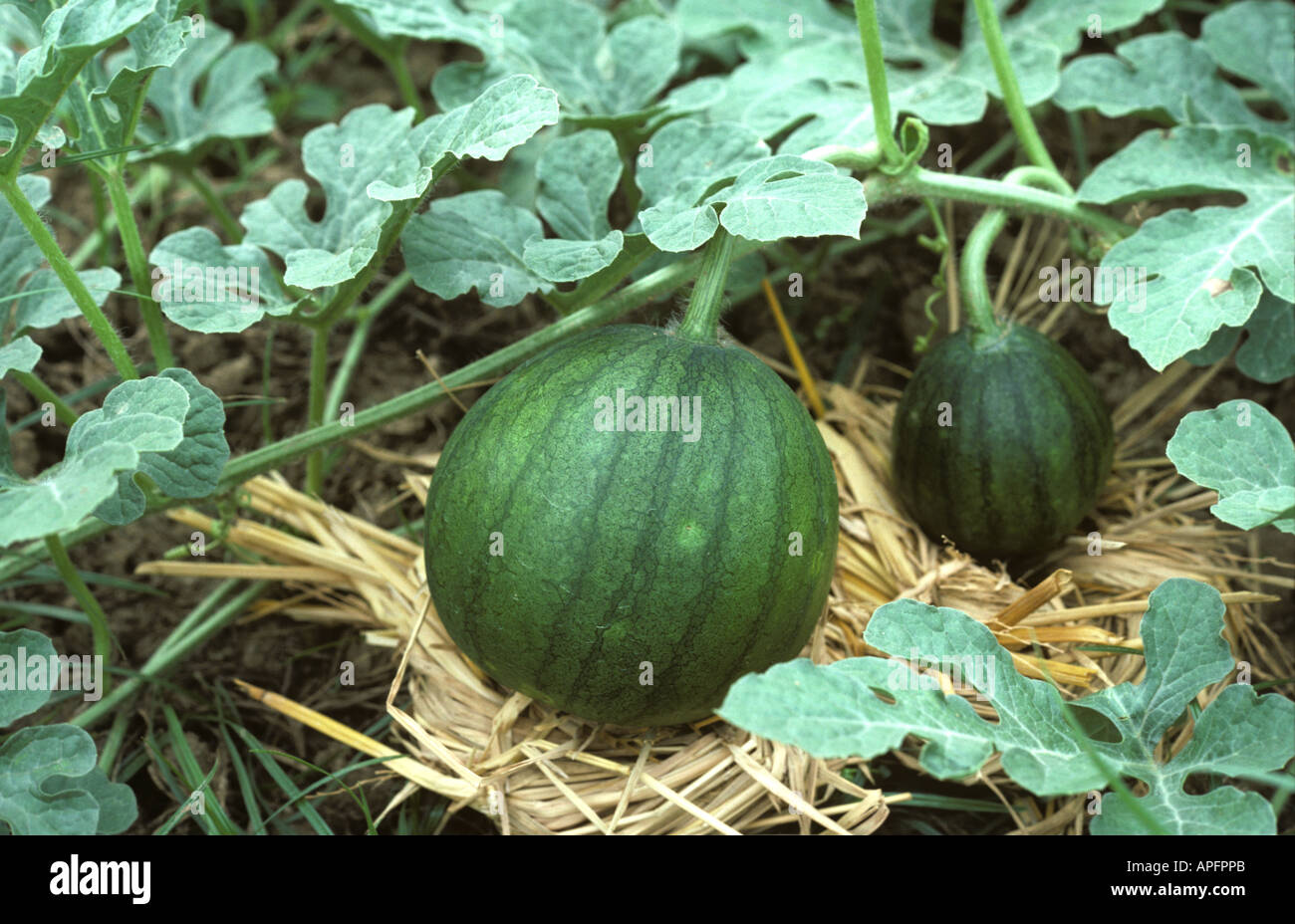 Melon plants hi-res stock photography and images - Alamy