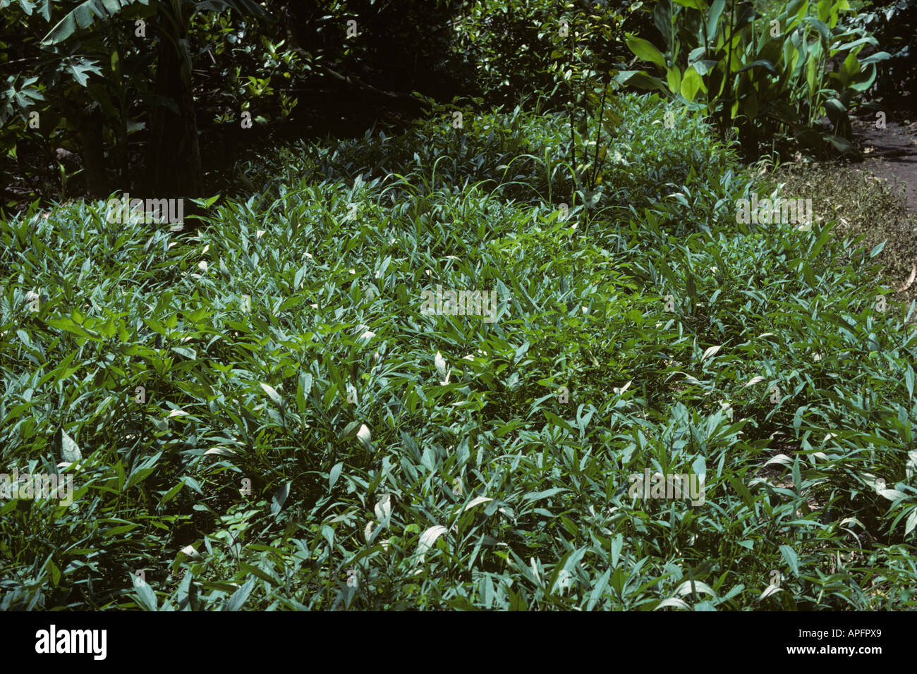 Growing sweet potatoes hi-res stock photography and images - Alamy