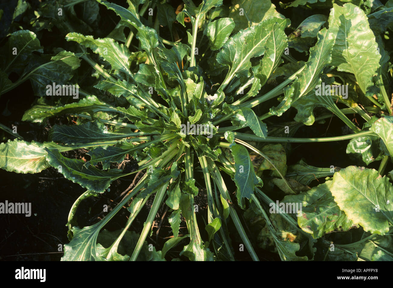 Severe stunting - docking disorder of a sugar beet crop plant caused by ...