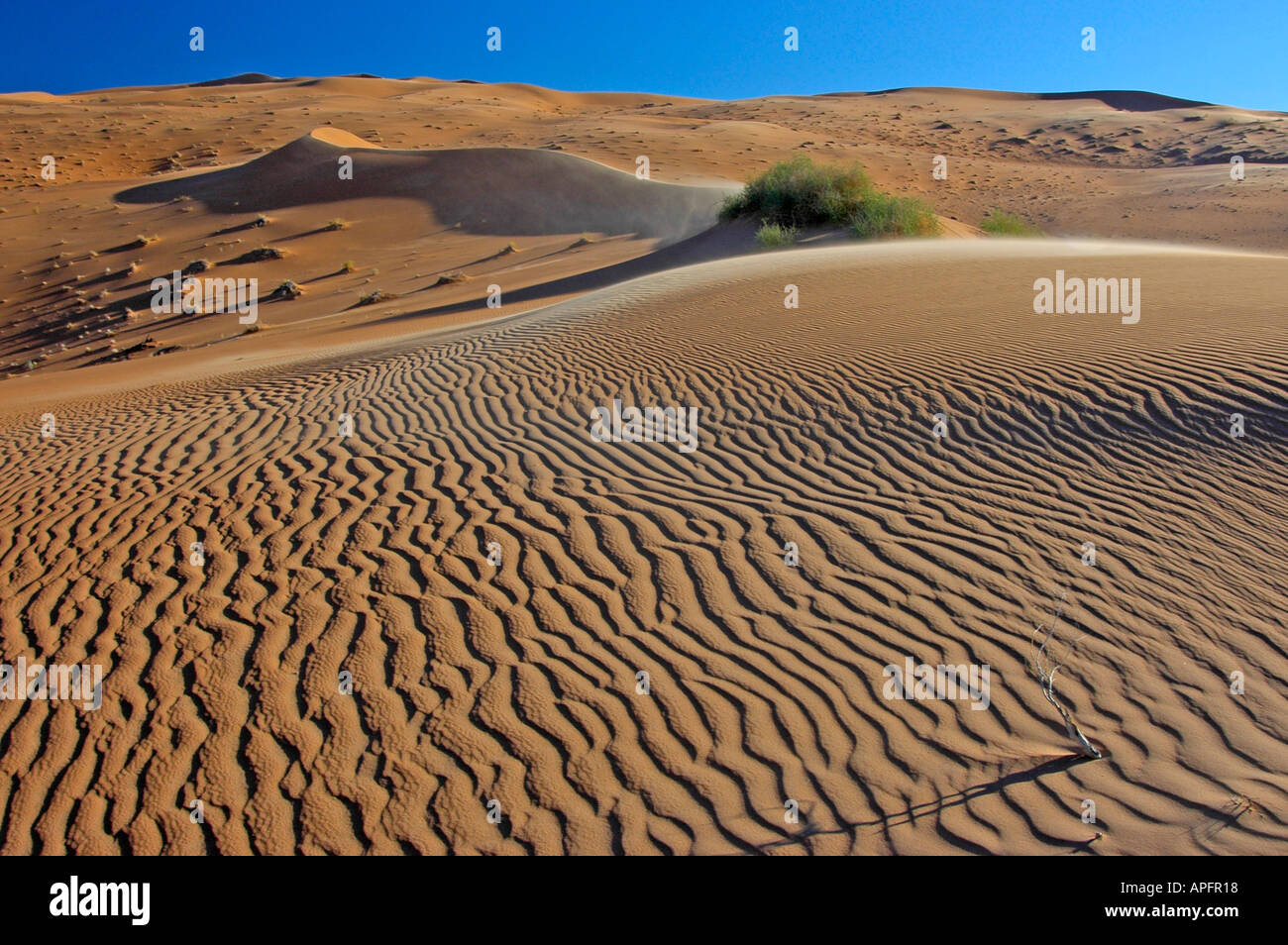 patterns tufts of grass blowing wind hardy plants Namibian desert Stock ...