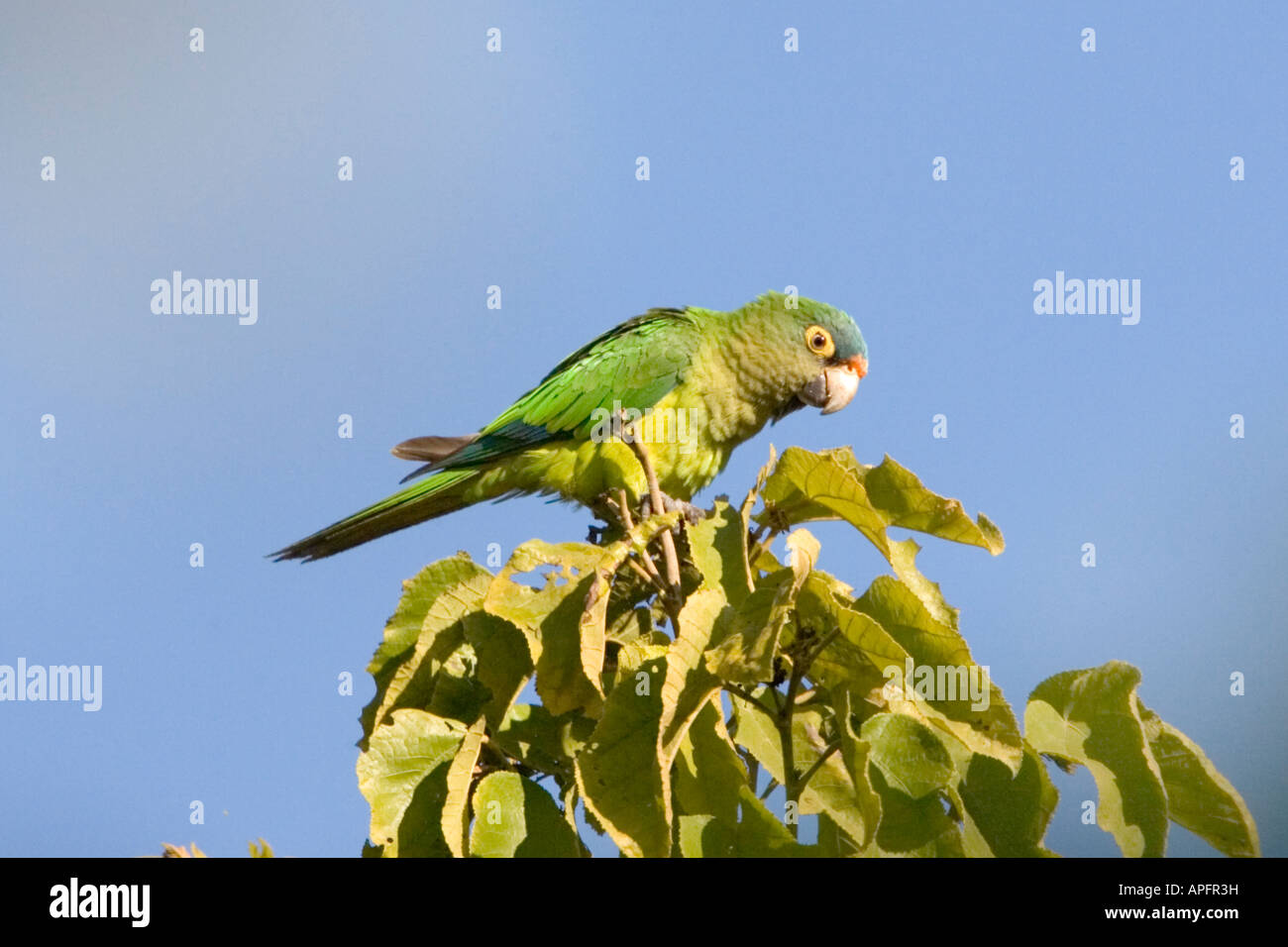 Orange fronted Parakeet Aratinga canicularis San Blas Nayarit Mexico 21 ...