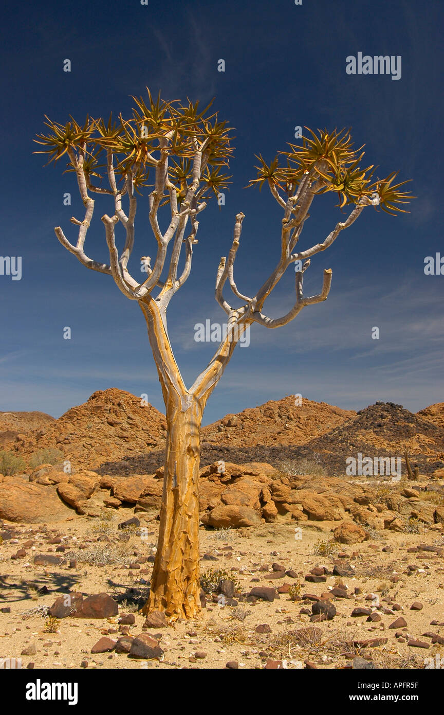 Aloe dichotoma tough succulent plant tree of the southern Namibian ...