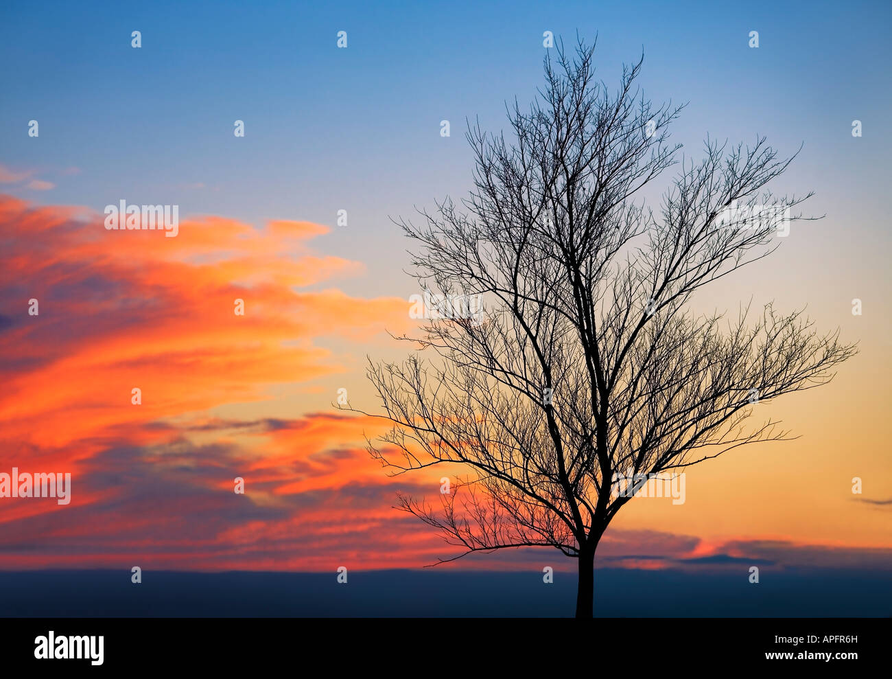 Sun setting on a tree Stock Photo - Alamy