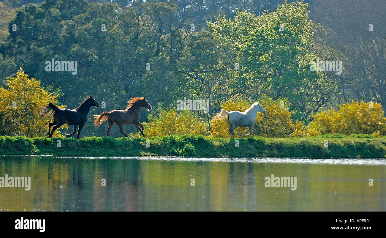 Excited horses hi-res stock photography and images - Alamy