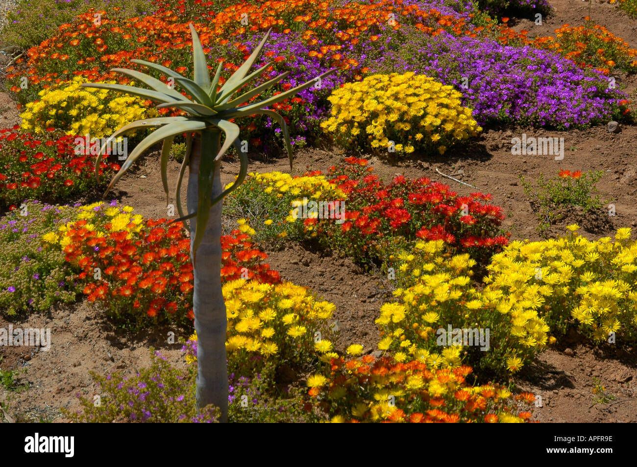 Vygies hi-res stock photography and images - Alamy