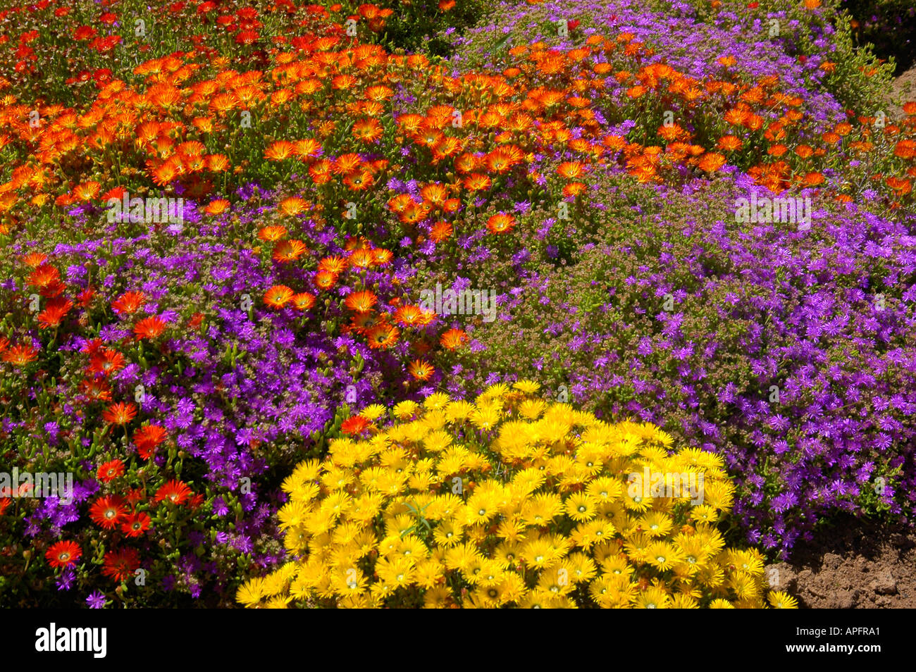 Spring in September October in the Karoo time for succulents like these ...