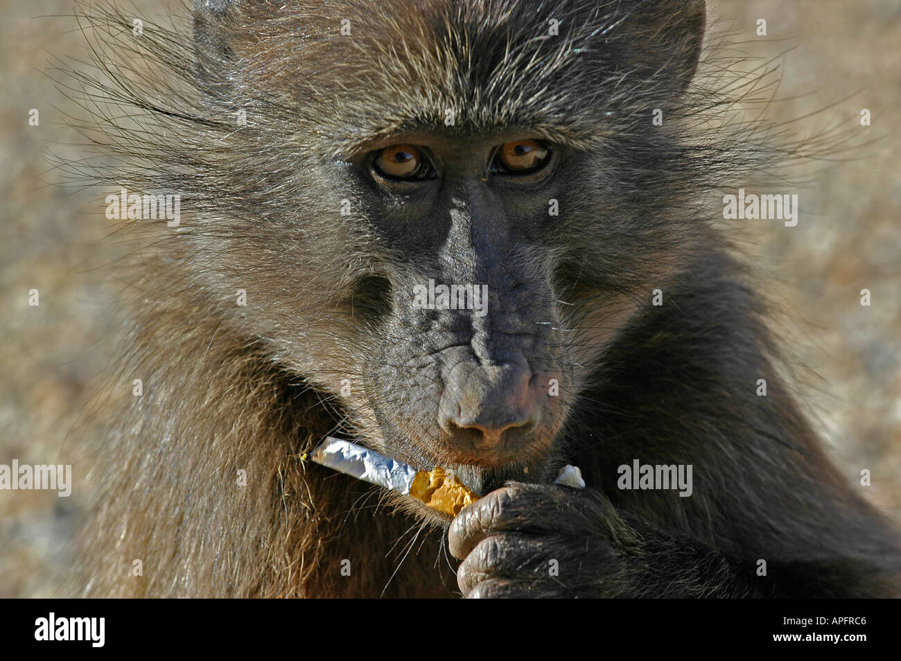 Cigarette littering hi-res stock photography and images - Alamy