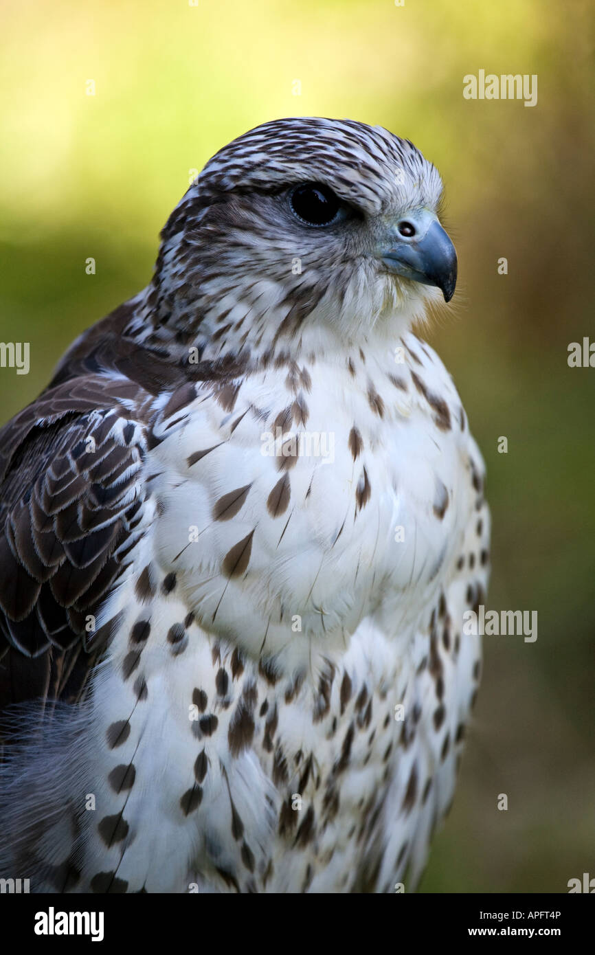 Saker Gyr hybrid Falcon sitting on a perch, falconry bird Stock Photo ...