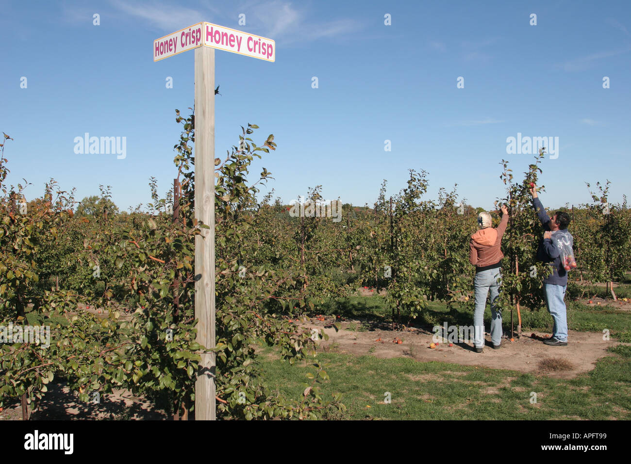 Michigan Fennville,Cranes Orchards,U pick,pick your own,apples,Honey ...