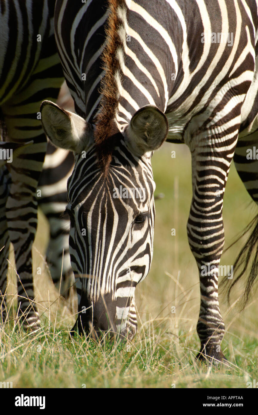 Zebra longleat hi-res stock photography and images - Alamy