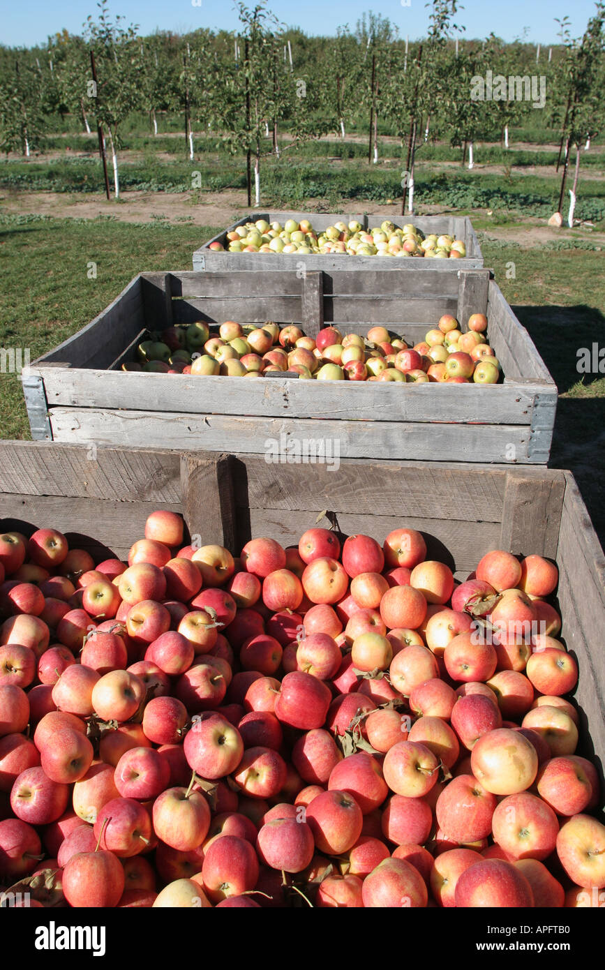 Michigan Fennville,Cranes Orchards,U pick,pick your own,apples,bins ...