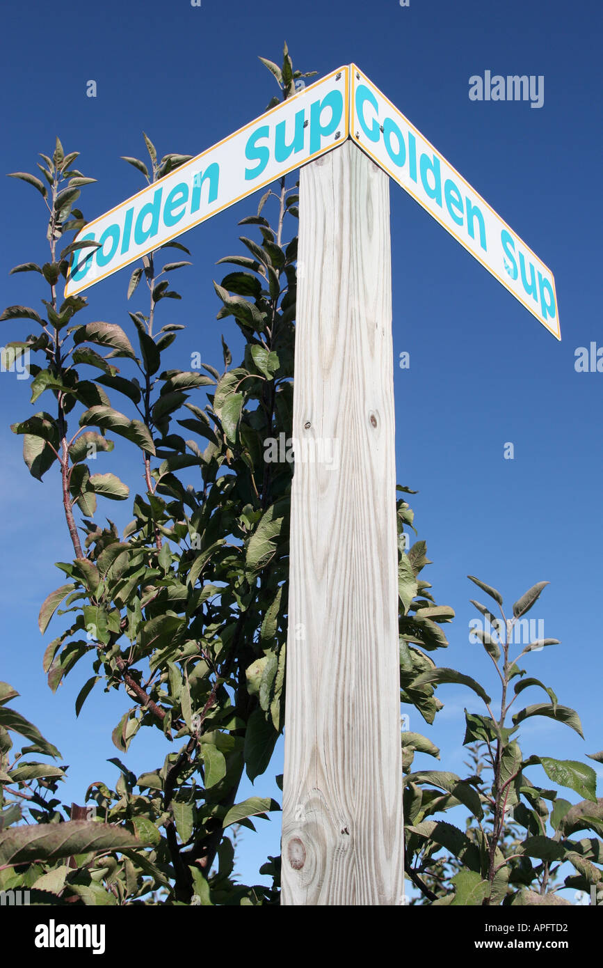 Michigan Fennville,Cranes Orchards,U pick,pick your own,apples ...
