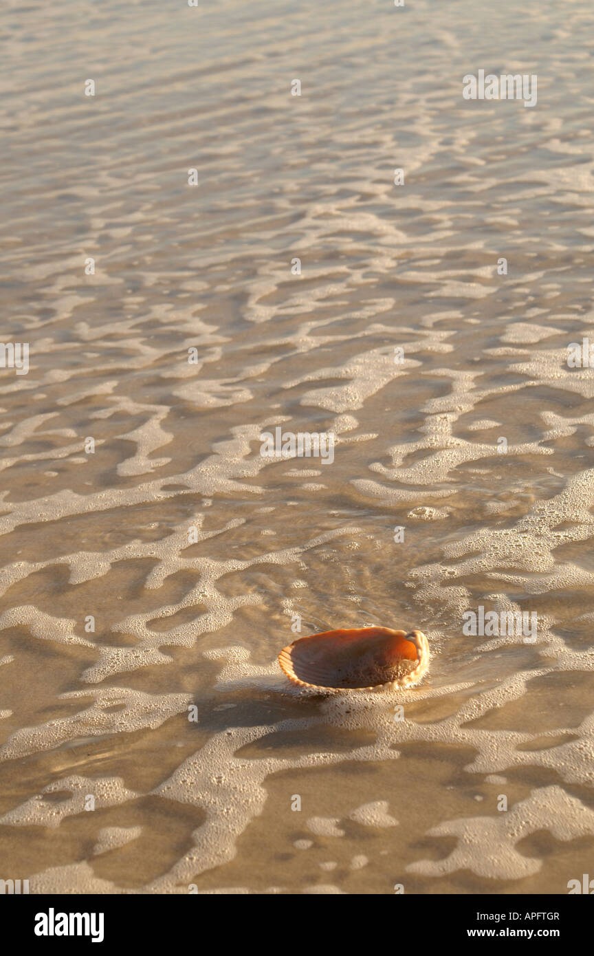 Sea shell on the beach Stock Photo - Alamy