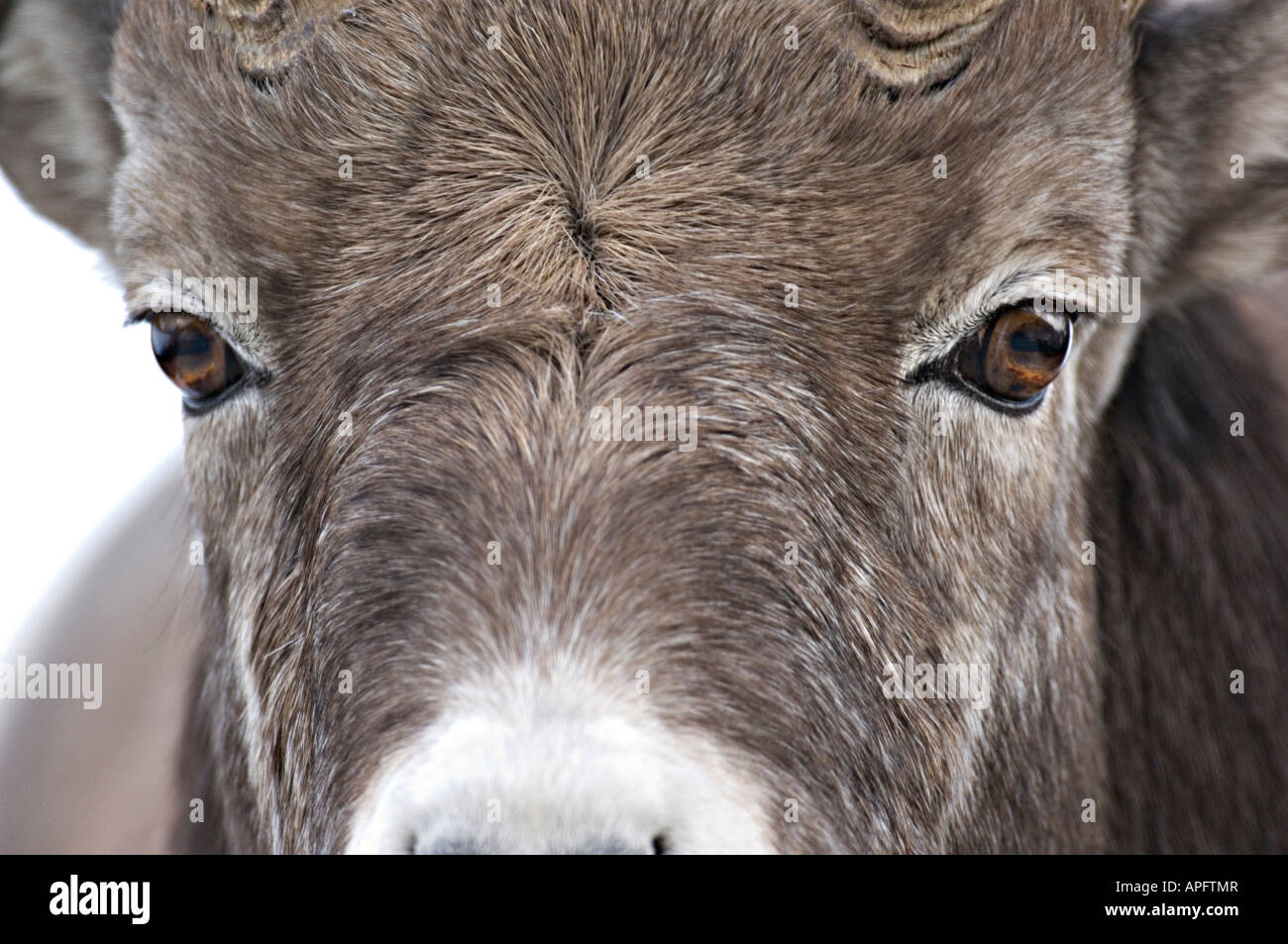 Rams face hi-res stock photography and images - Alamy