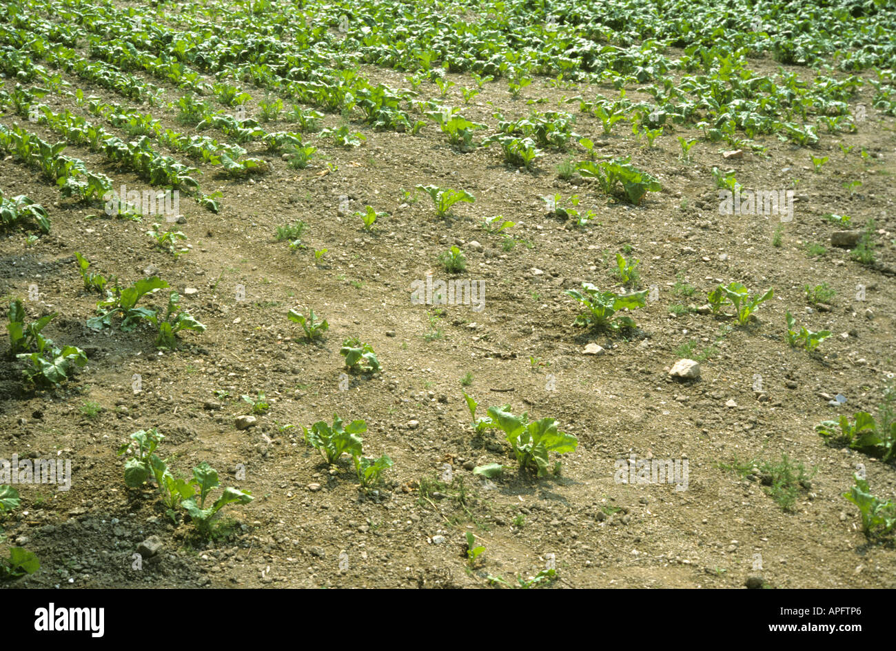Severe soil pest damage to young crop of sugarbeet Stock Photo - Alamy