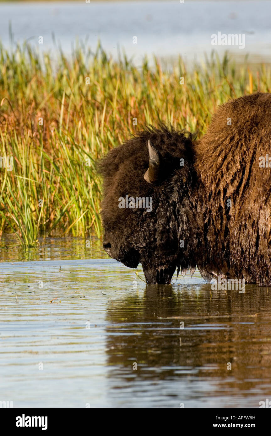 A Bison walking in the lake water Stock Photo - Alamy