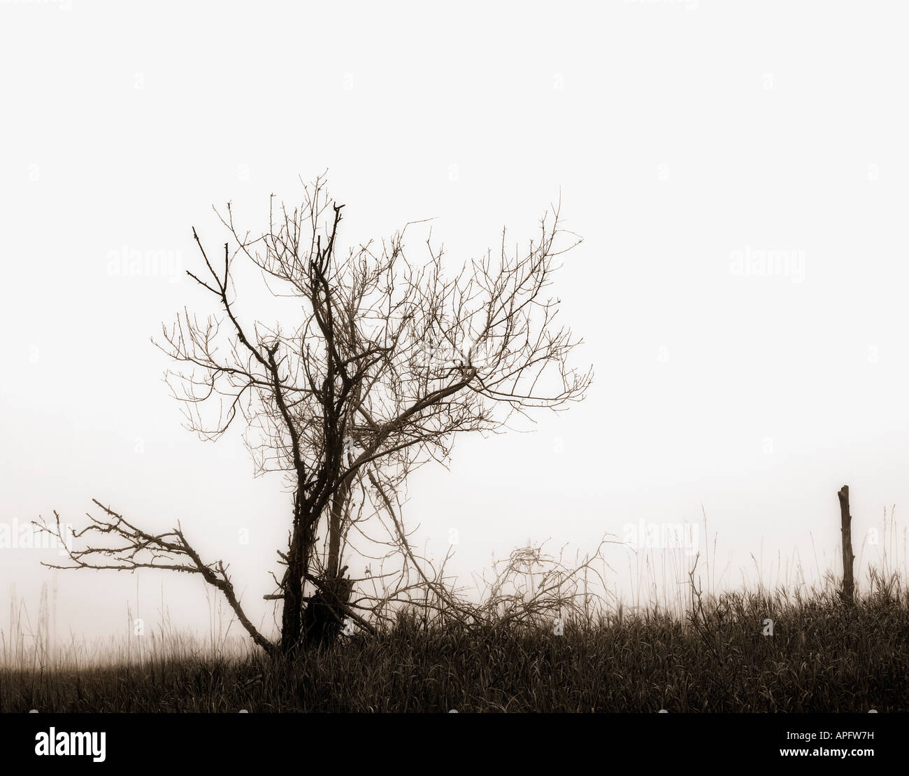 Silhouettes broken trees hi-res stock photography and images - Alamy