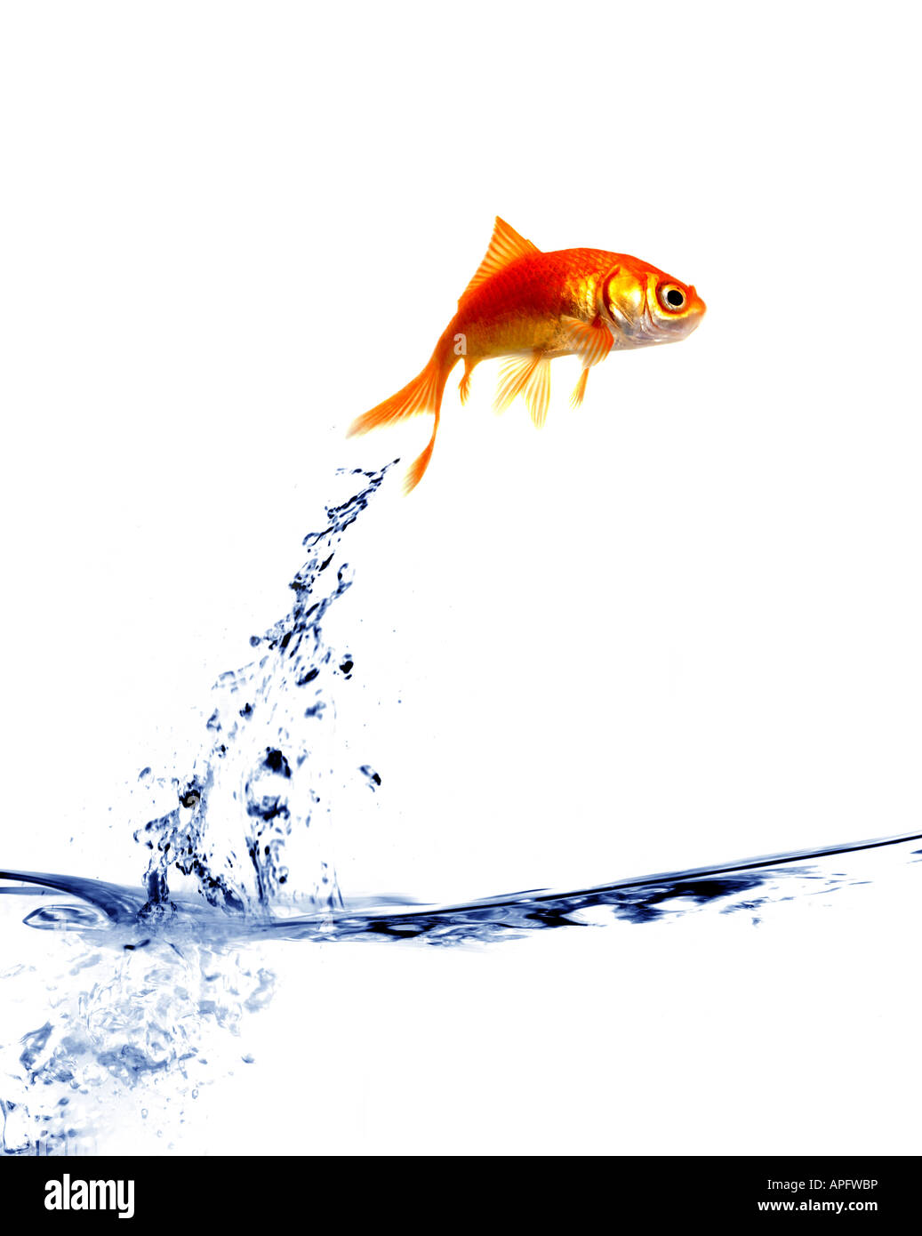 goldfish jumping out of the water Stock Photo - Alamy