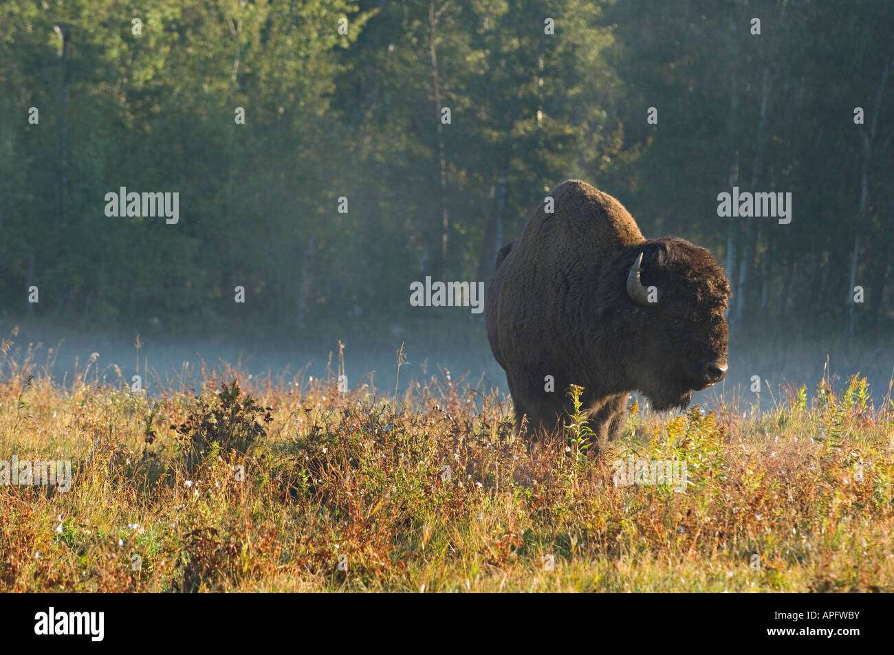 A large male Bison Stock Photo - Alamy