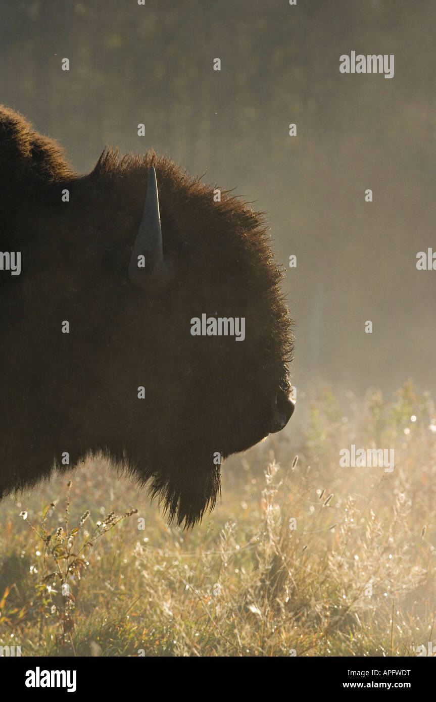 A Bison portrait Stock Photo - Alamy