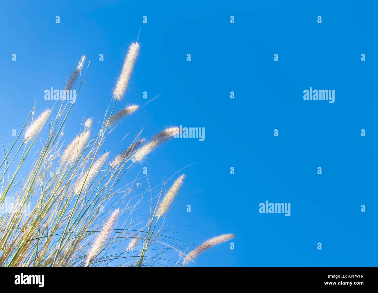 Blades of long grass against blue sky Stock Photo - Alamy