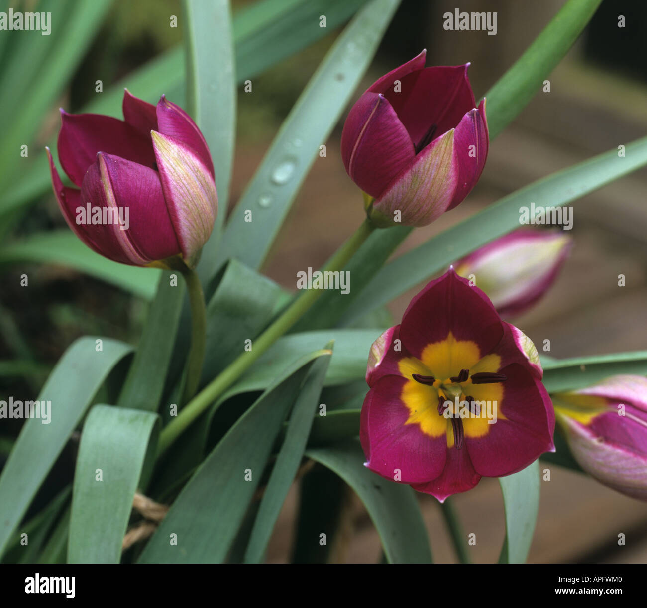 Flowers of species tulip Tulipa pulchella Persian Pearl Stock Photo - Alamy