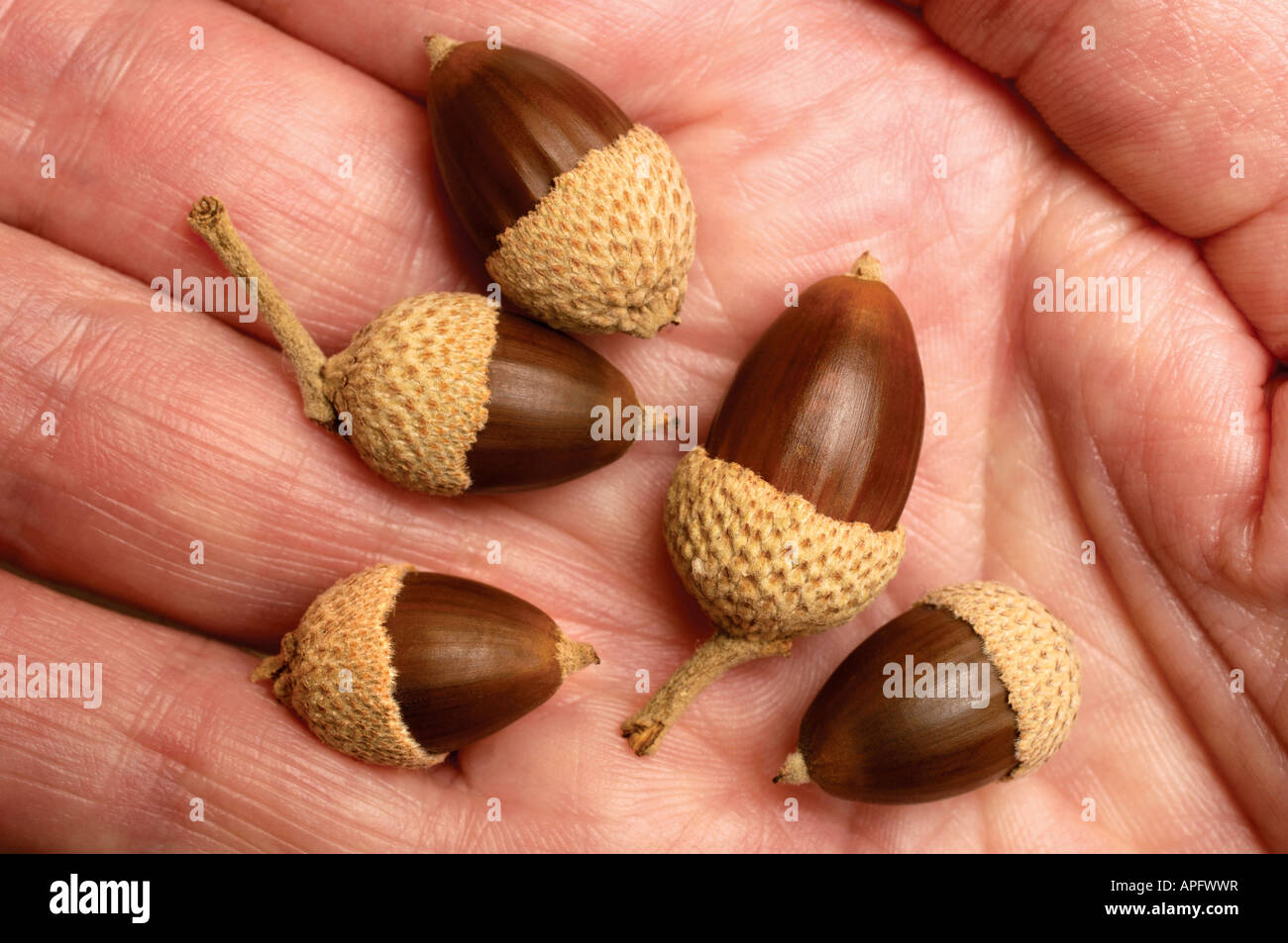 Hand with acorns hi-res stock photography and images - Alamy