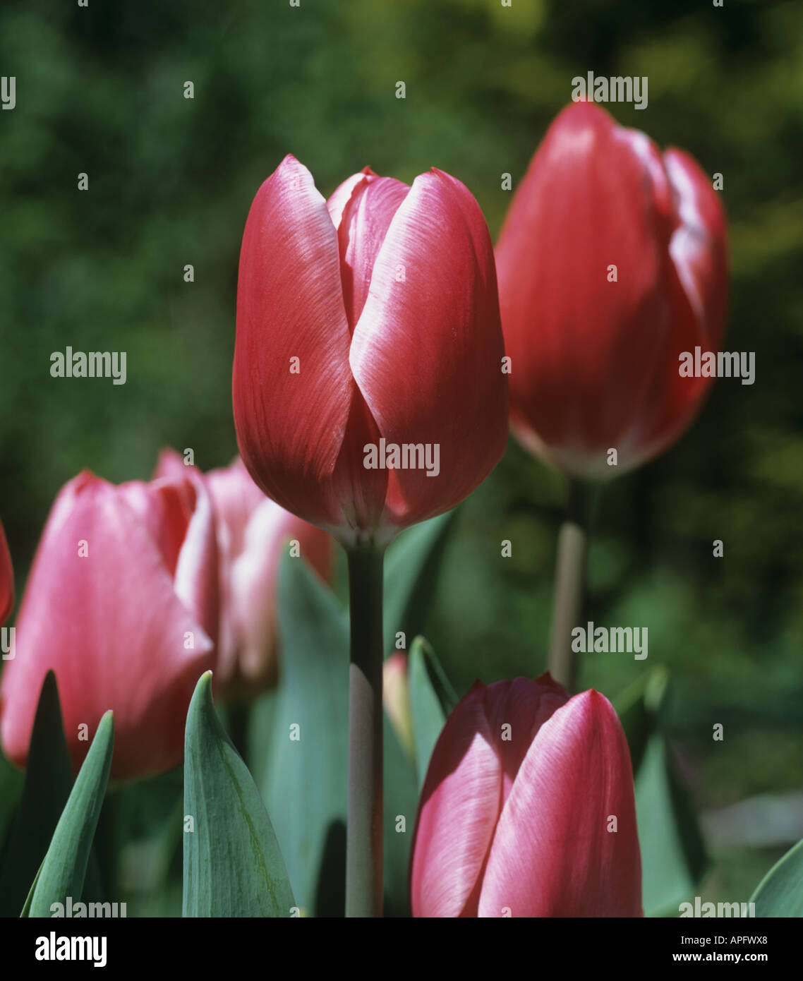 Tulip princess victoria hi-res stock photography and images - Alamy