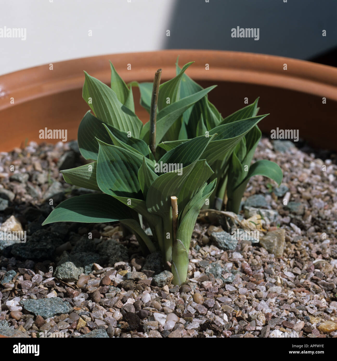 Protection against slugs hi-res stock photography and images - Alamy