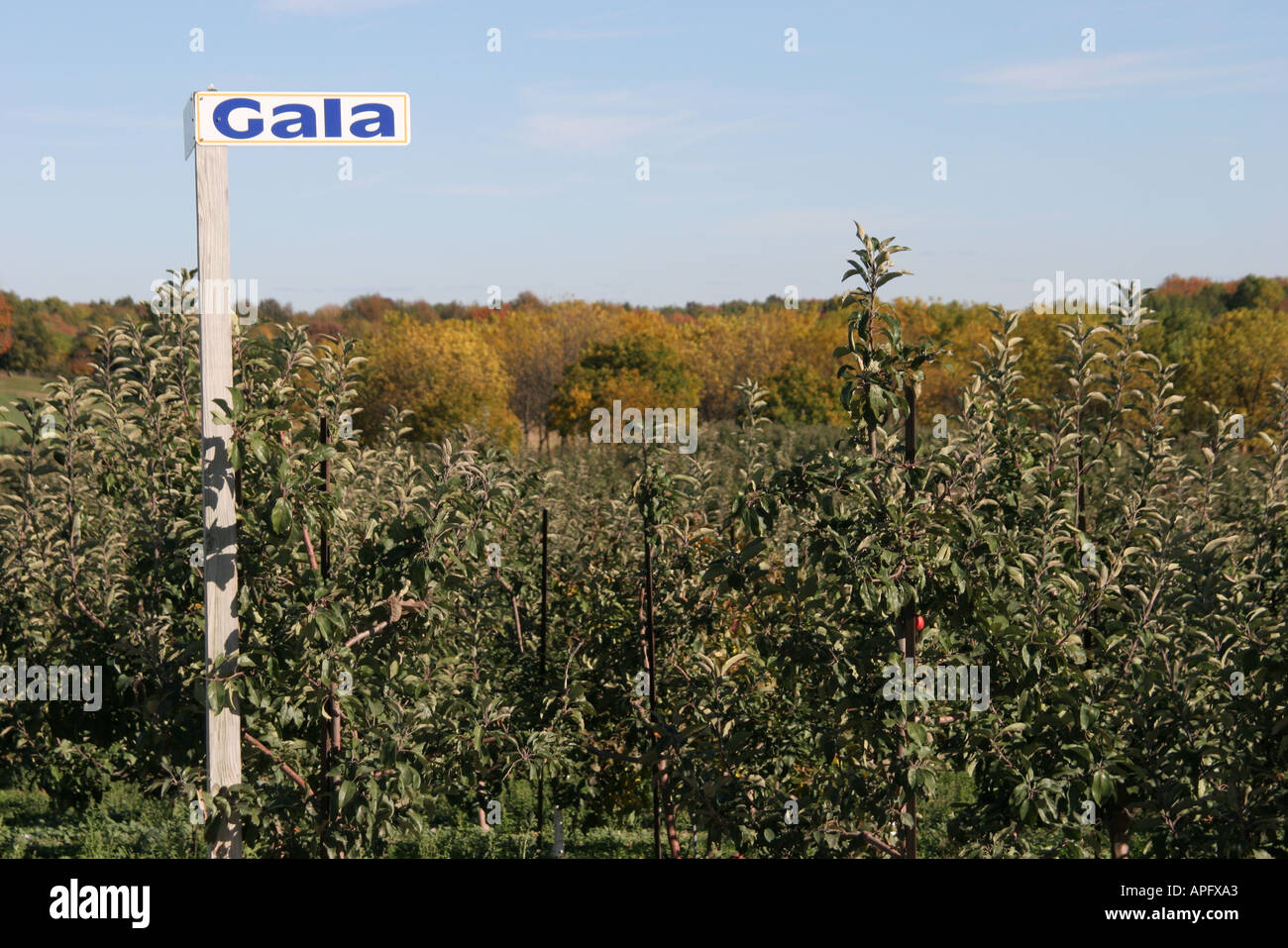 Michigan Fennville,Cranes Orchards,U pick,pick your own,apple trees ...