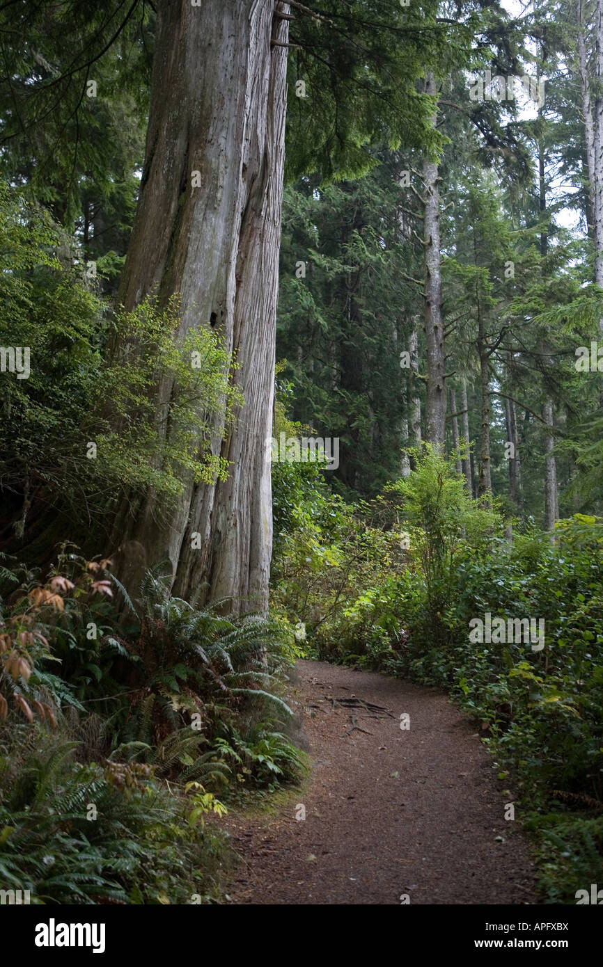 The temperate coastal rainforest Stock Photo - Alamy