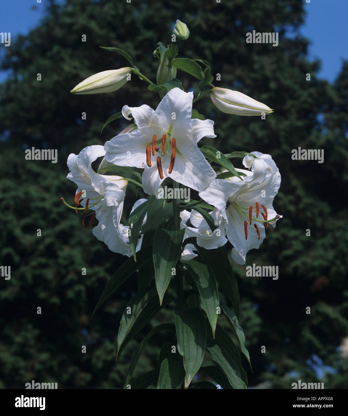 Regal lily Lilium regale in full flower Stock Photo - Alamy