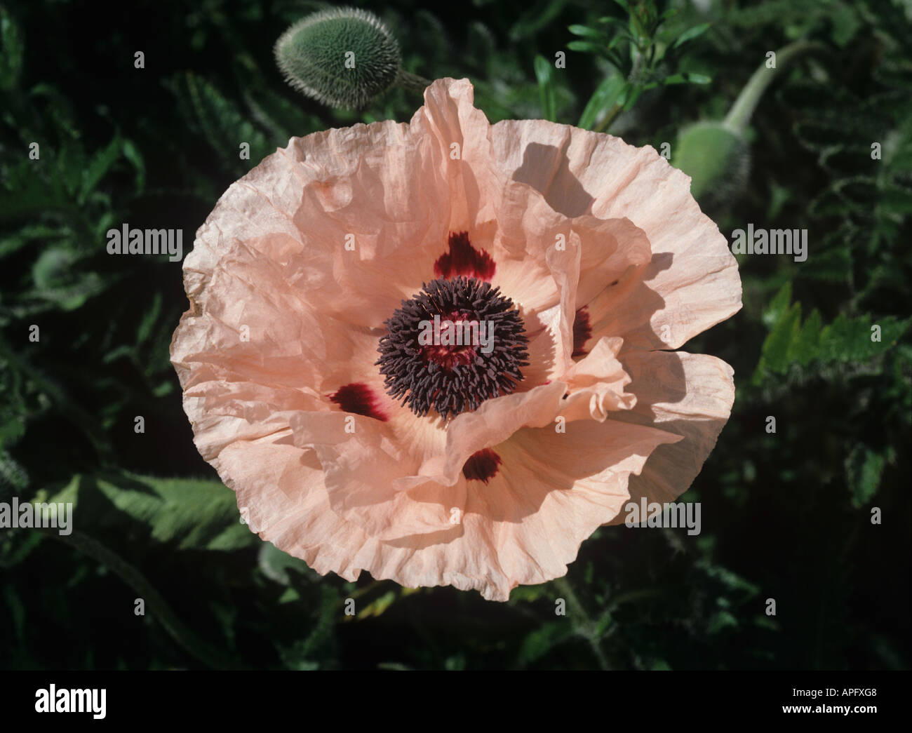 Up close pink poppy hi-res stock photography and images - Alamy