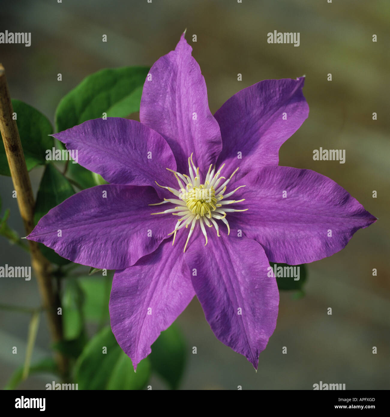 Blue clematis flower hi-res stock photography and images - Alamy