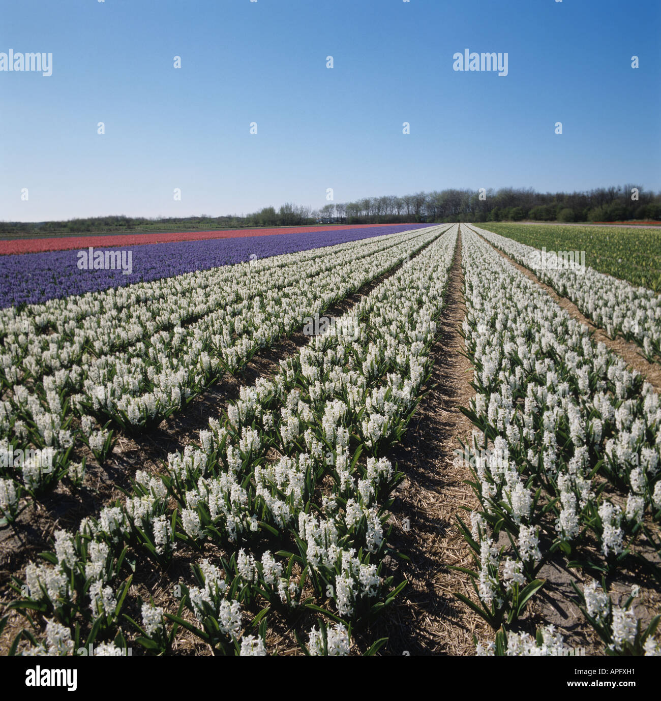 Red white blue hyacinths Hyacinthus orientalis flowering in a Dutch ...