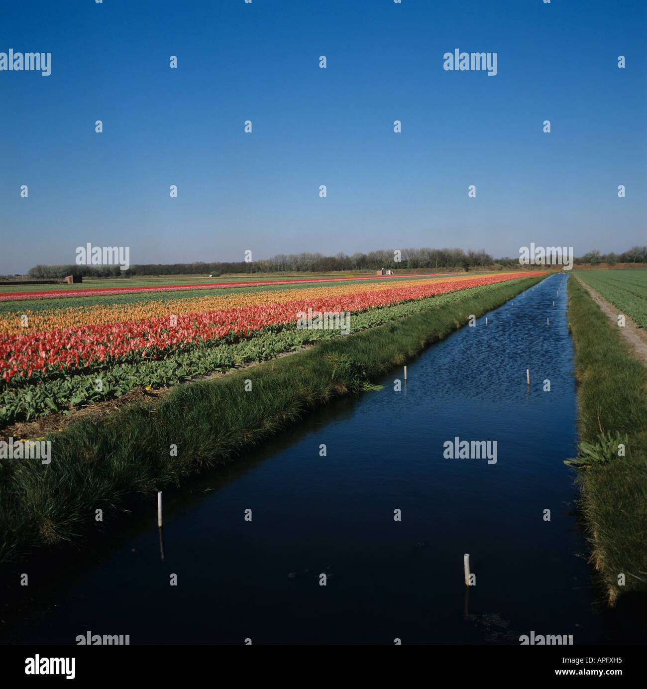 Irrigation drainage canal beside flowering hi-res stock photography and ...