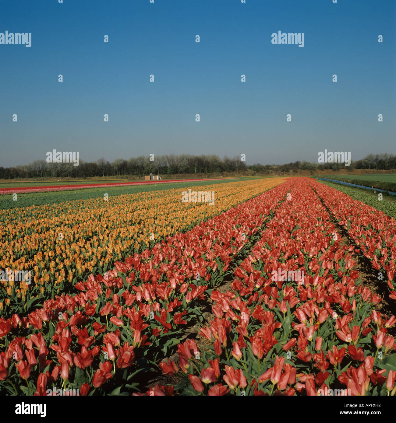Rows of flowering tulips in a Dutch bulbfield in spring Holland Stock ...