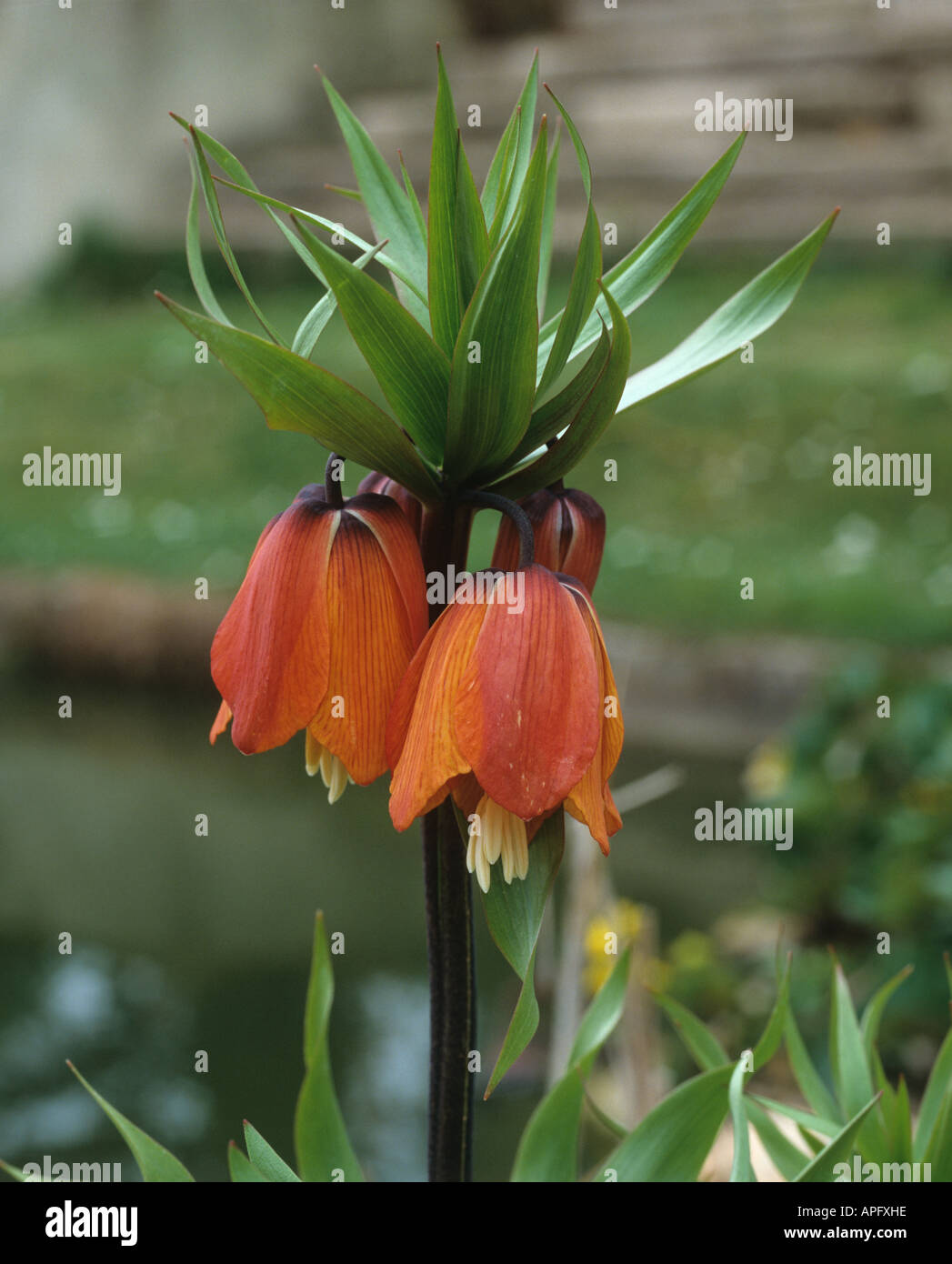 Fritillaria bulb hi-res stock photography and images - Alamy
