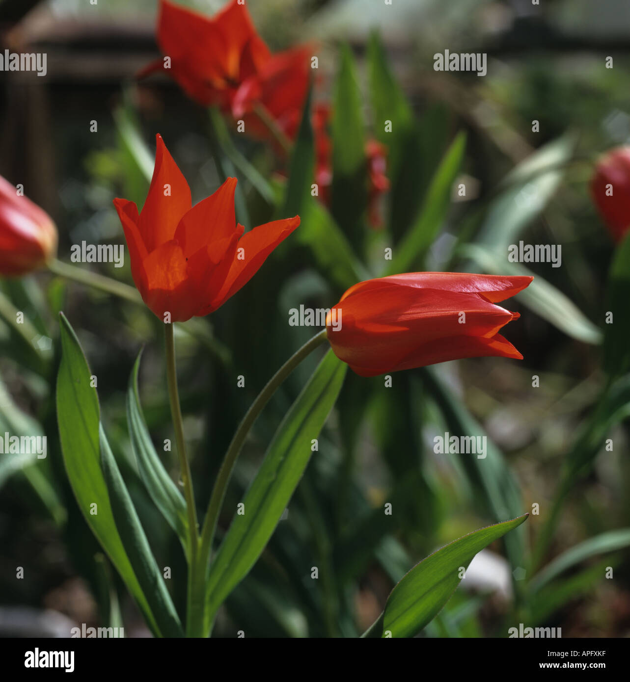 Tulip tulipa praestans hi-res stock photography and images - Alamy