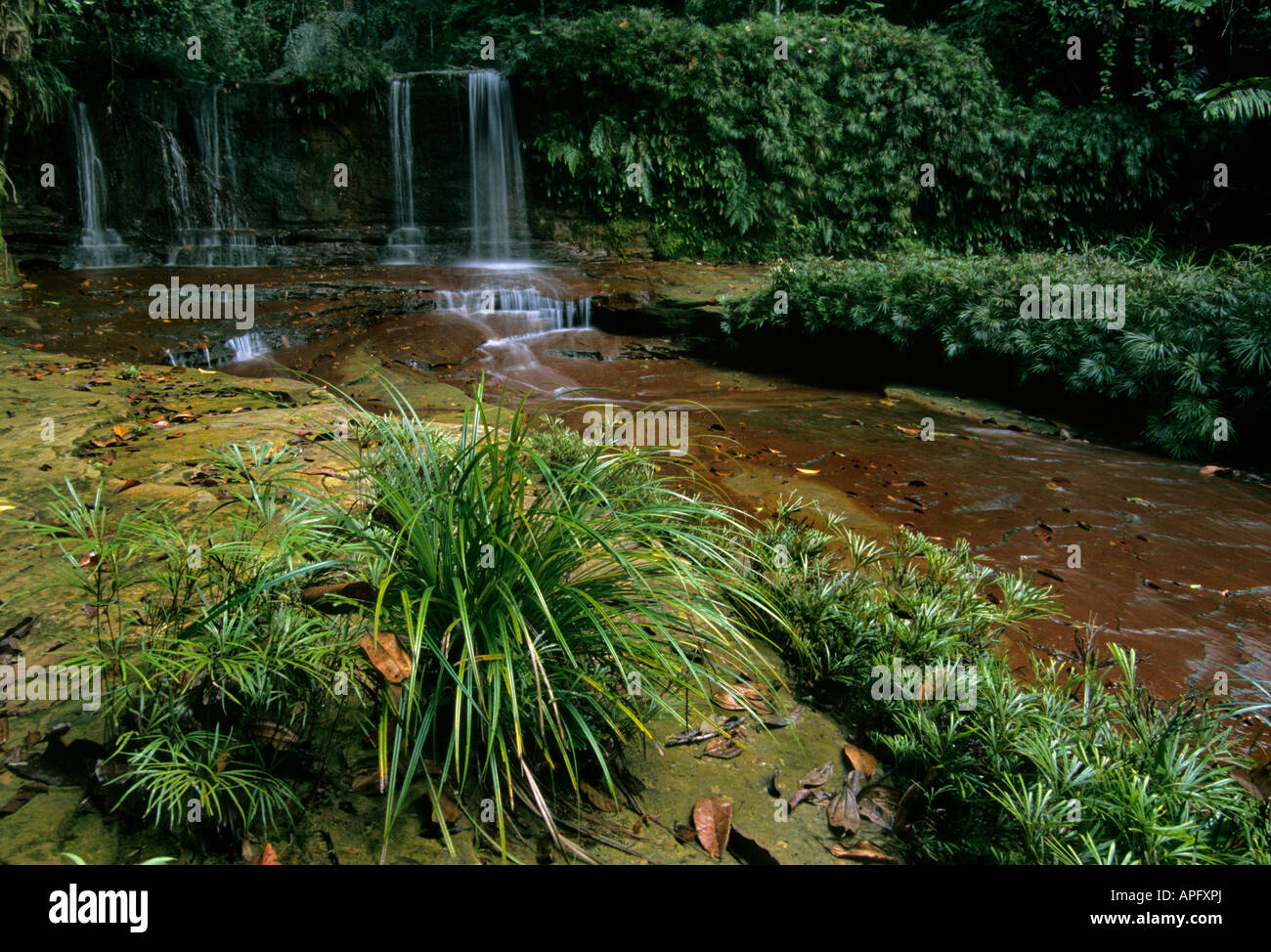 Rainforest Lambir Hills National Park Sarawak, Malaysia Stock Photo - Alamy